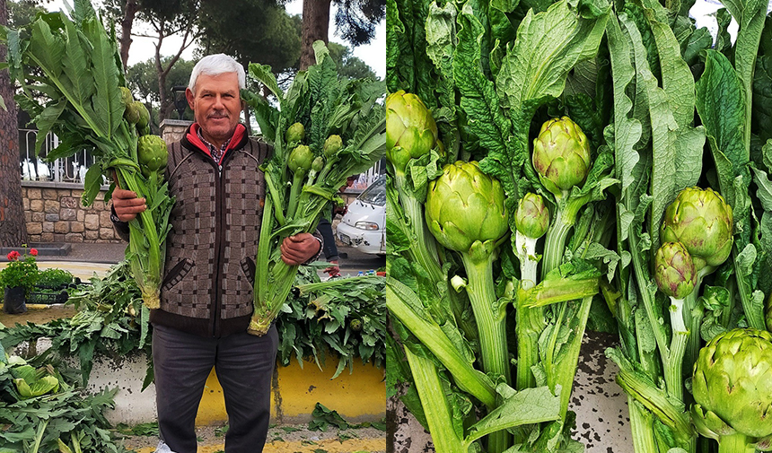 Aydın’da enginar tezgaha çıktı.. Tane fiyatı el yakıyor - Aydın ...